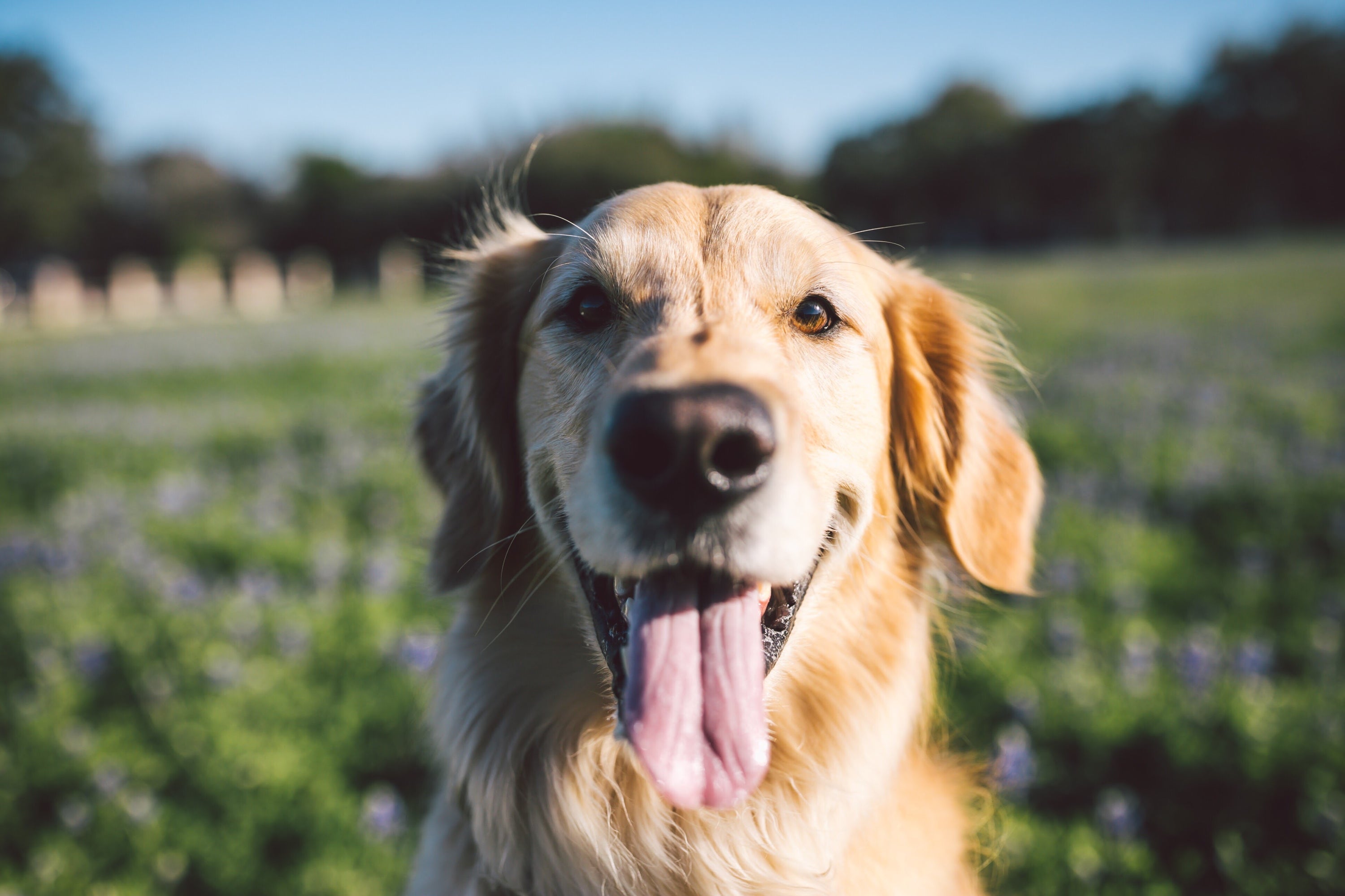 Meet Huck the Roof Dog