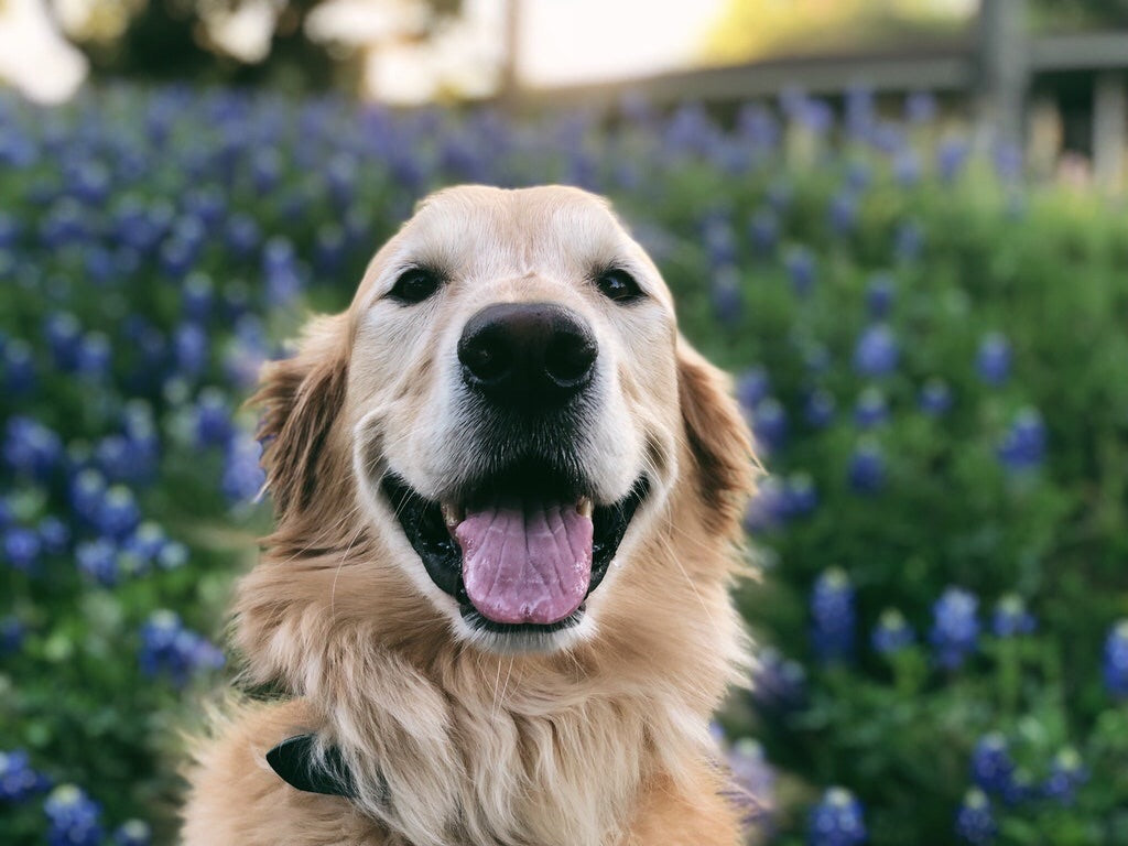 Huck's Story – Huck the Roof Dog